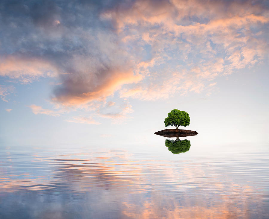 Lonely Tree Photograph by Christian Lindsten - Fine Art America