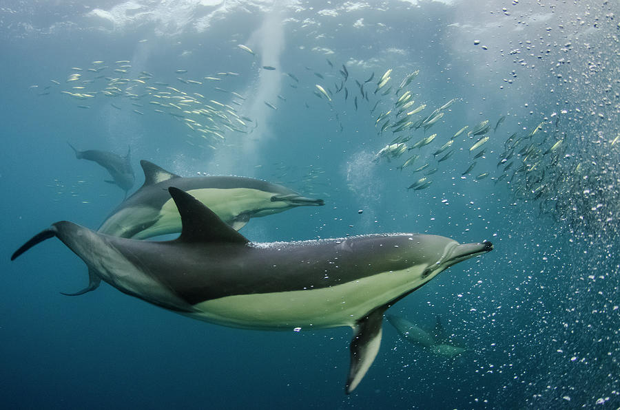 Long-beaked Common Dolphins Feeding, South Africa Photograph by Pete Oxford / Naturepl.com ...