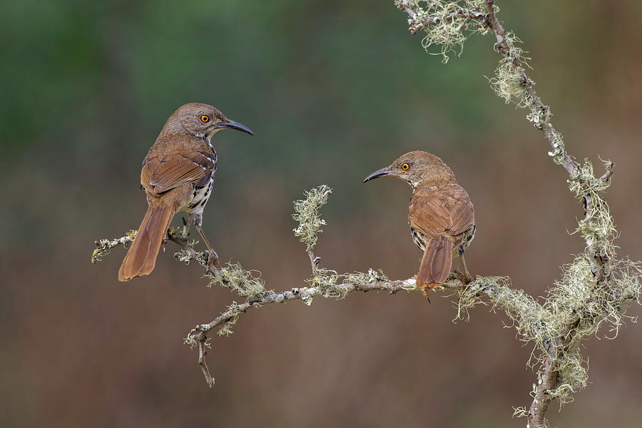 Long-billed Thrasher Photograph by Adam Jones - Fine Art America