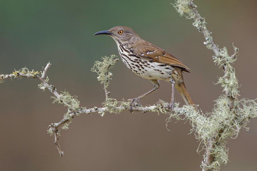 Long-billed Thrasher, Rio Grande Photograph by Adam Jones - Fine Art ...