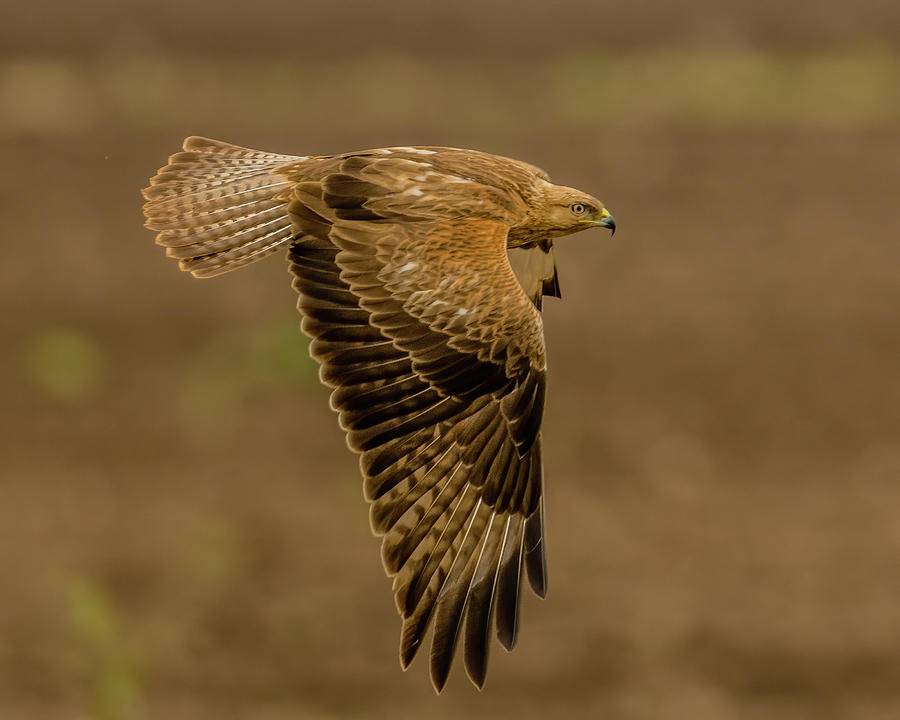Long Legged Buzzard Flight Photograph by Morris Finkelstein