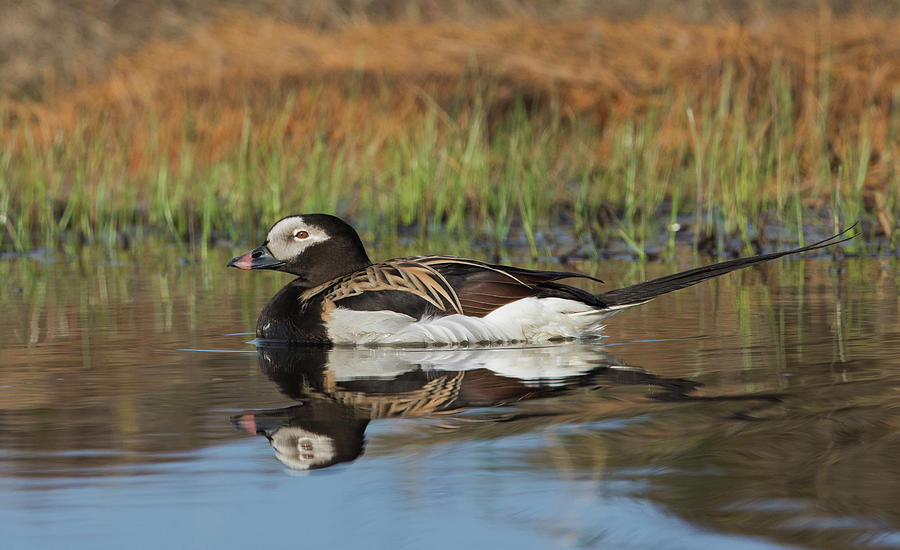 Long-tailed Duck, Drake In Arctic Photograph by Ken Archer - Fine Art ...