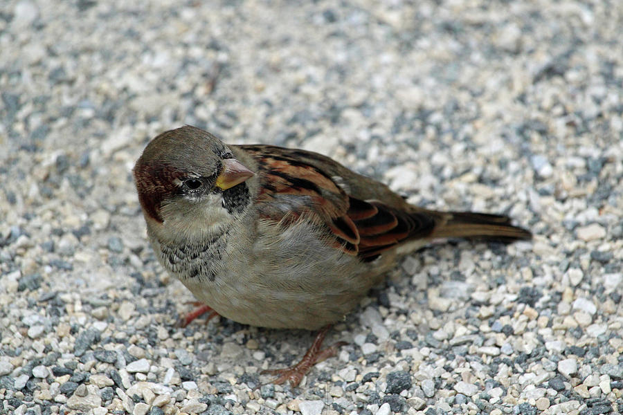 Looking Sideways Photograph by Nancy Wright - Fine Art America