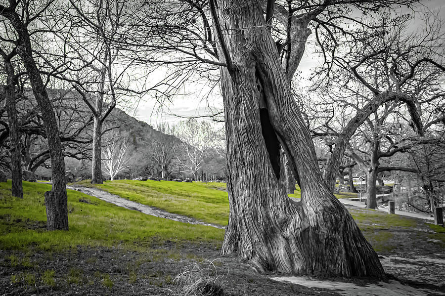 Looking Through the Tree Photograph by David Quillman - Pixels