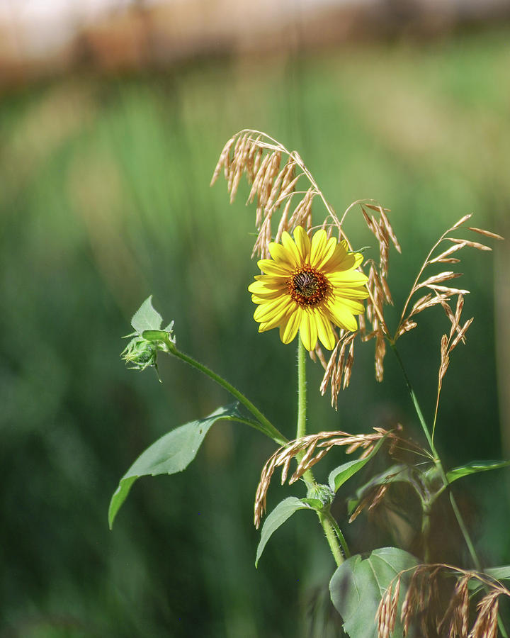 Lovely Gentle Sunflower and Dry Sweet Grass Photograph by Brenda ...