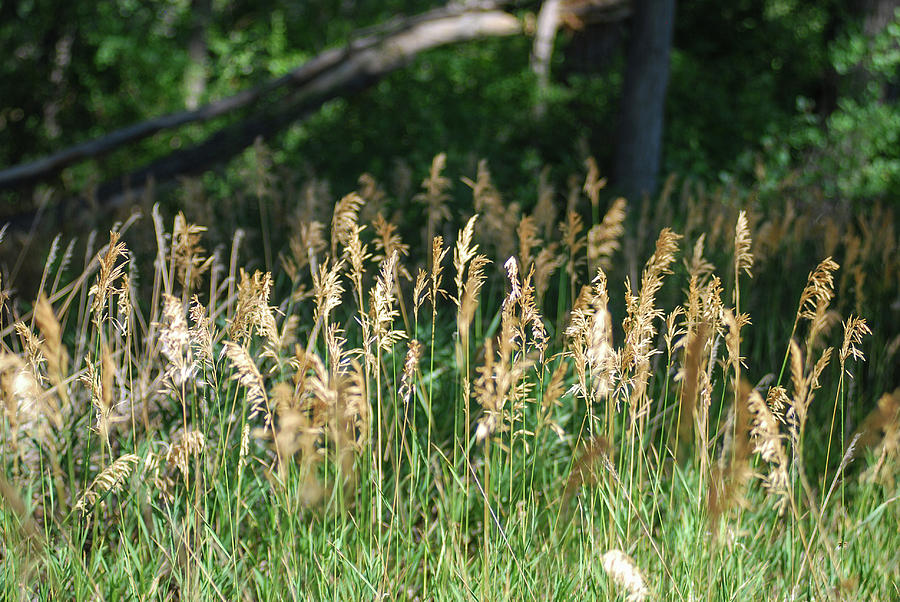 Lovely Tall Field of Grass Photograph by Brenda Landdeck - Fine Art America