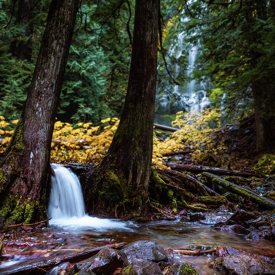 Lower Proxy Falls Photograph by Lewis Clark - Fine Art America