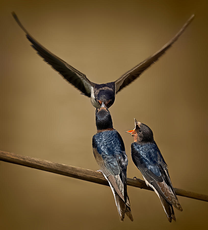Luncheon Photograph by Sayyed Nayyer Reza - Fine Art America Luncheon Photograph by Sayyed Nayyer Reza - Fine Art America