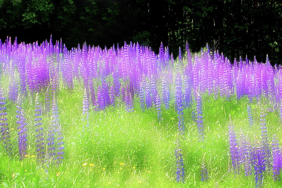 Lupine Field Photograph by Bill Cain - Fine Art America