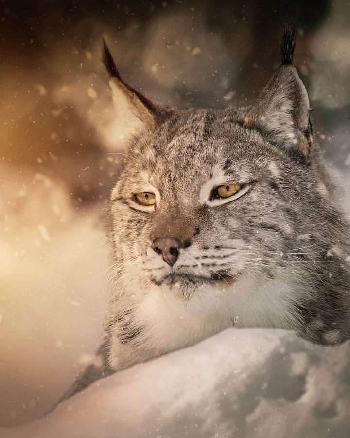 Lynx Photograph by Jay Lapointe - Fine Art America