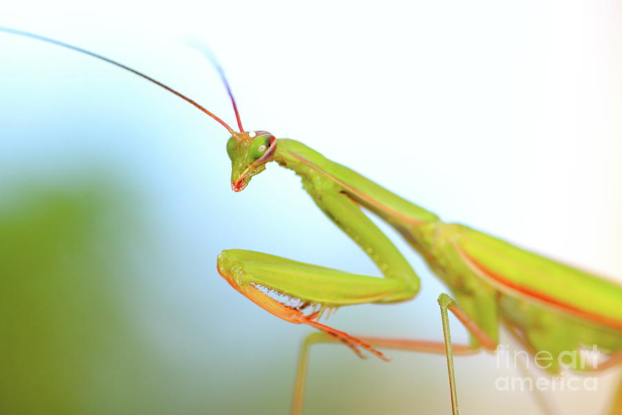 Macro of Mantis Photograph by Gregory DUBUS - Fine Art America