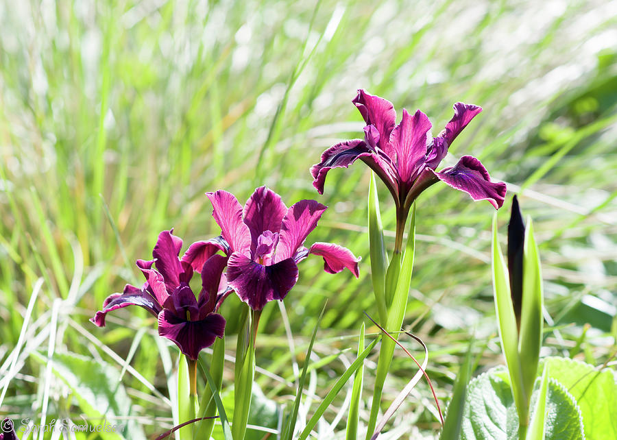 Magenta Iris Photograph by Sarah Samuelson - Fine Art America
