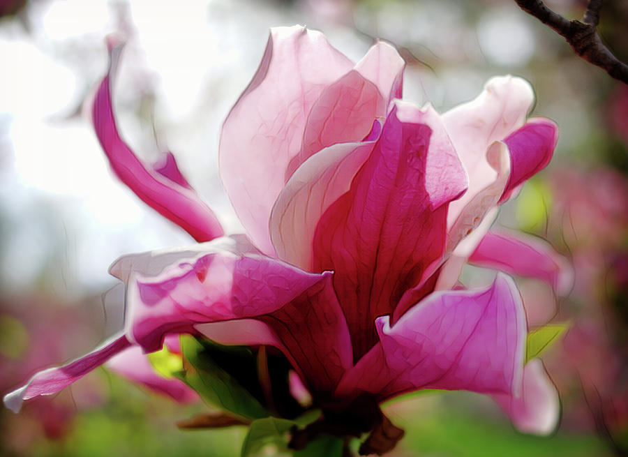 Magnolia in Spring Photograph by Larry Jost - Fine Art America