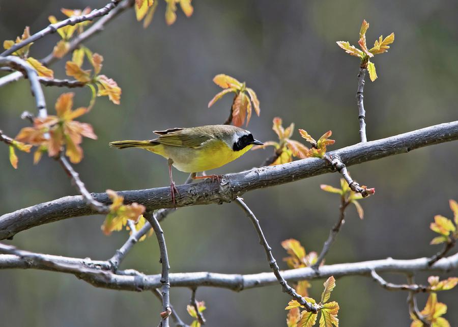 Male Common Yellowthroat in Spring Photograph by Marlin and Laura Hum ...