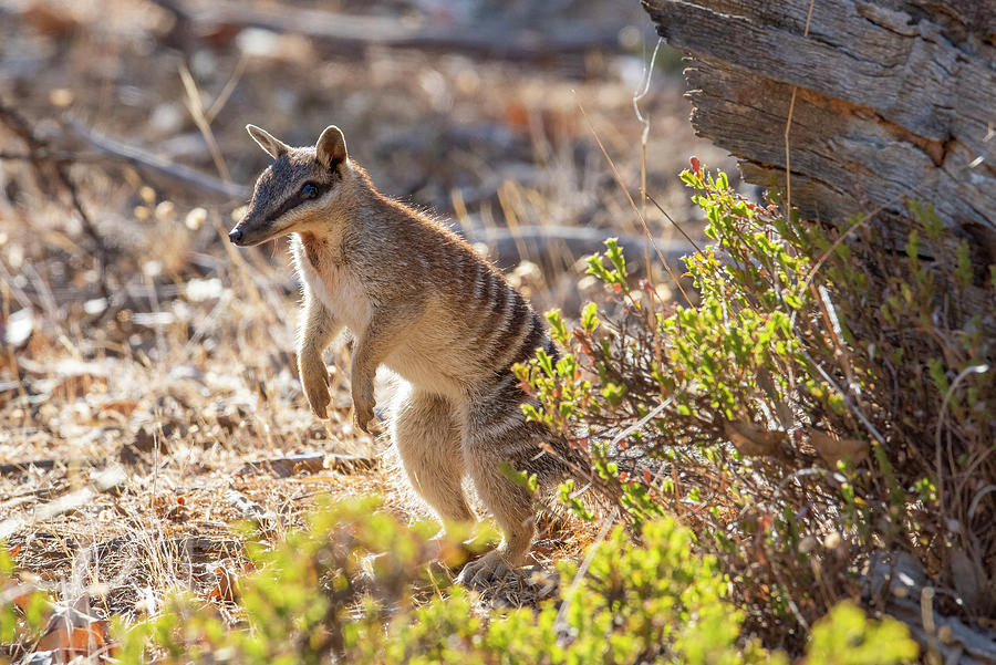 Male Numbat In Dry Woodland, Western Australia Photograph by Bruce Thomson /naturepl.com - Fine ...