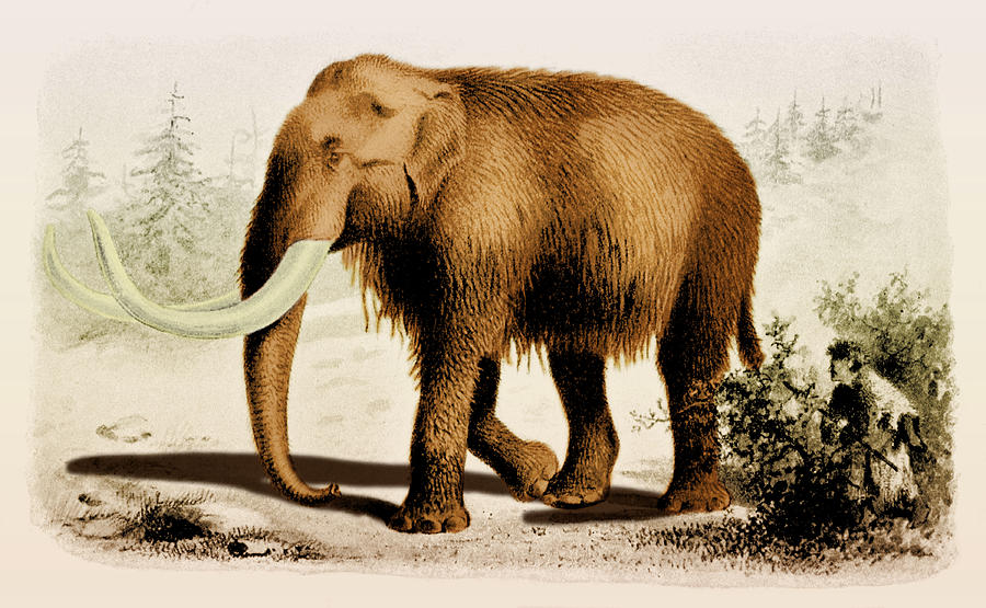 Mammoth Photograph by Science Source - Pixels