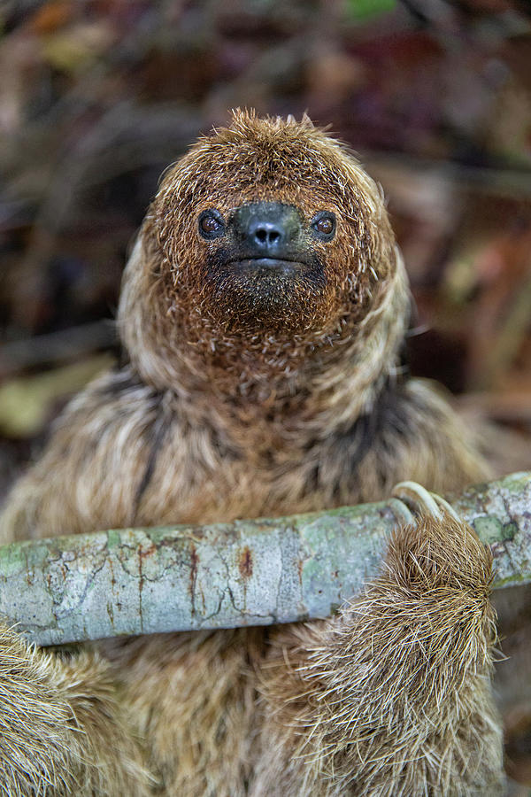 Maned Sloth Clinging On To A Branch, Portrait, Atlantic Photograph by ...