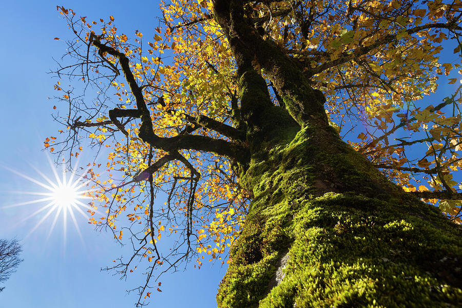 Maple In Fall, Acer Pseudoplatanus, Alps, Austria, Europe Photograph by ...