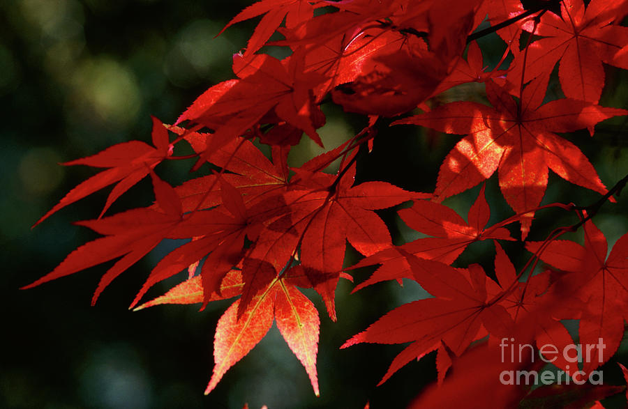 Maple Leaves In Autumn Colours Photograph by John Heseltine/science ...
