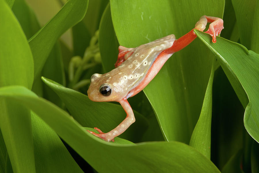 Marbled Reed Frog, Climbing On Leaves, Tanzania, Africa Photograph by ...