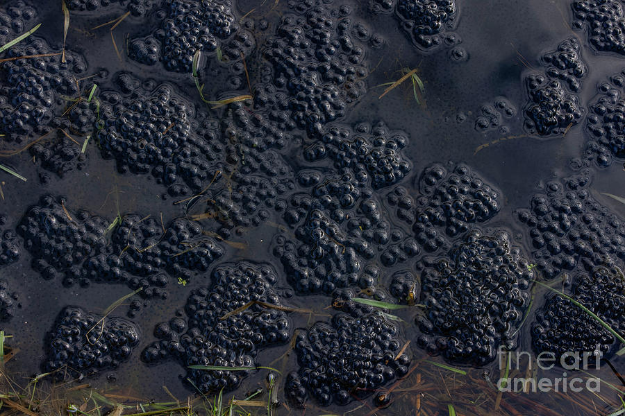 Mass Of Frog-spawn by Science Photo Library