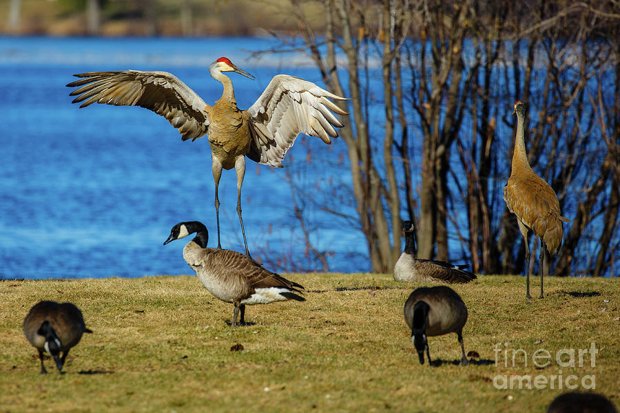Mating Dance Photograph By Michael Tatman