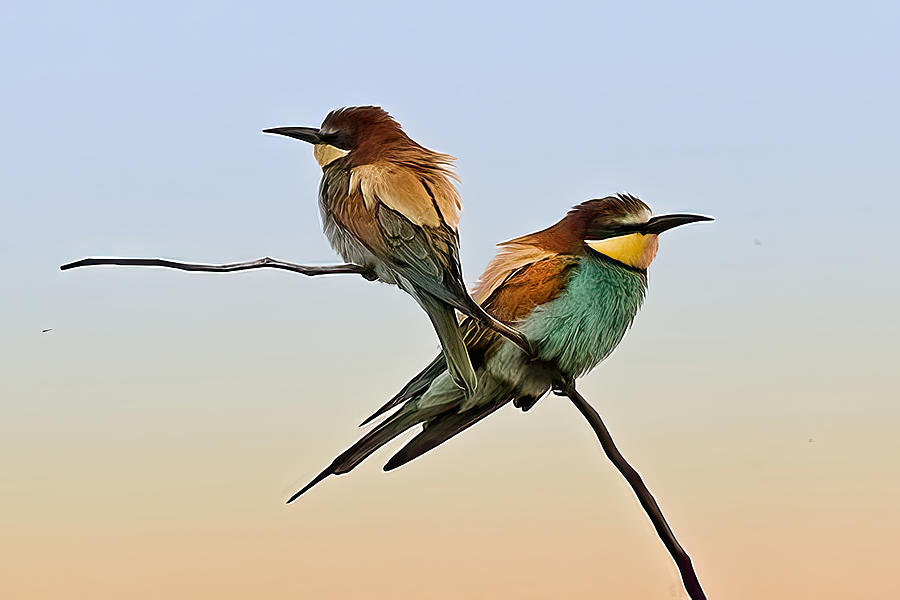 Merops Apiaster#2 Photograph by Ricky Simon - Fine Art America