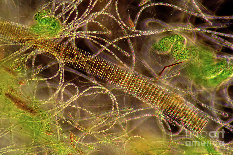 Microorganisms by Science Photo Library