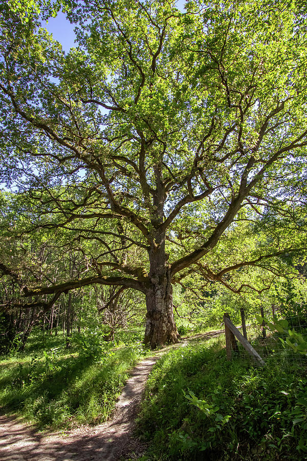 Mighty tree Photograph by Carolina Skold - Fine Art America