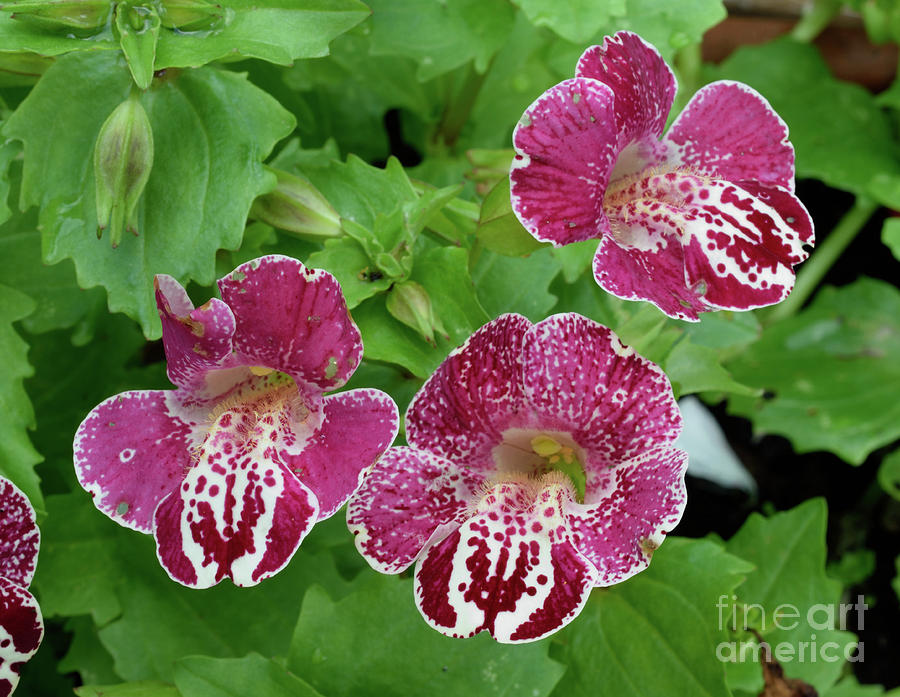 Mimulus Monkey Flowers Photograph by D C Robinson/science Photo Library ...