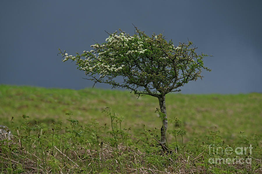 Miniature Single Tree Photograph by MSVRVisual Rawshutterbug - Pixels