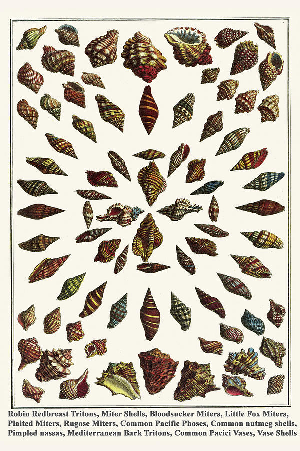 Miter Shells along with Tritons and Pacific Phoses, nutmeg shells ...