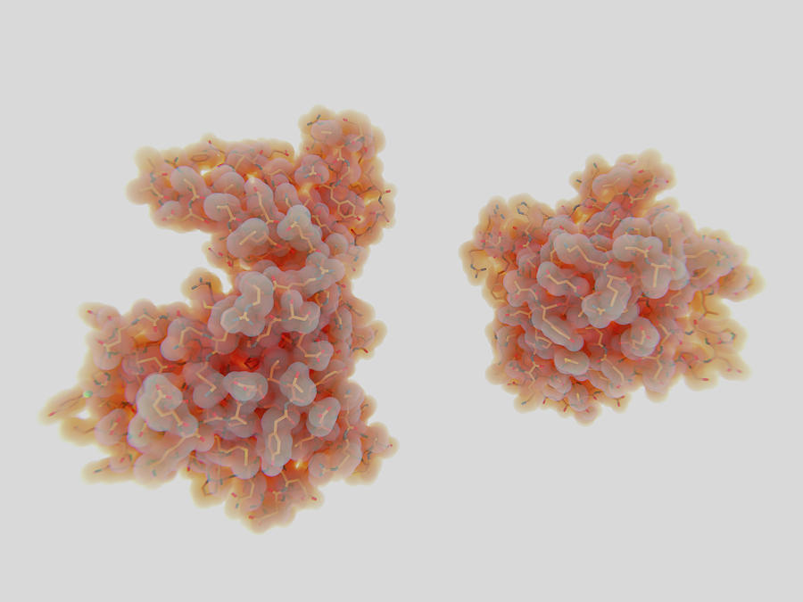 Mitotic Kinase Nek7 In Inactive Photograph by Juan Gaertner - Fine Art ... Mitotic Kinase Nek7 In Inactive Photograph by Juan Gaertner - Fine Art ...