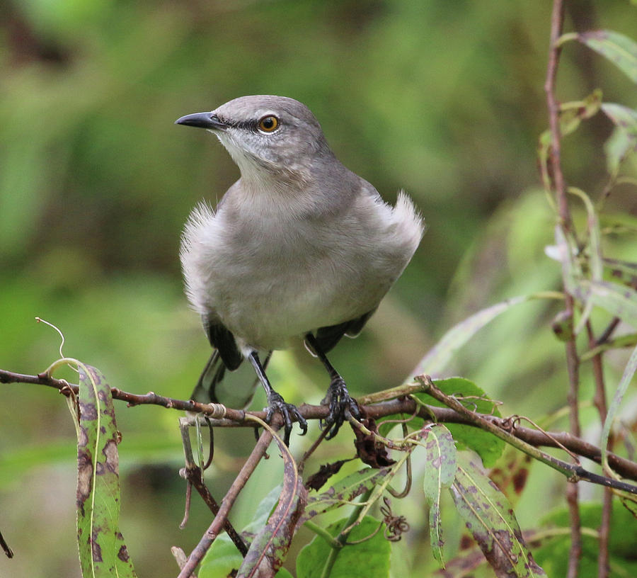 Mocking Bird Digital Art by Gerry Coffey - Fine Art America
