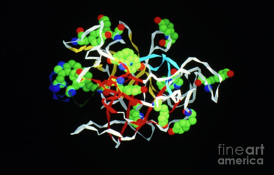 Molecular Structure Of The Protein Trypsin Photograph by Chemical ...