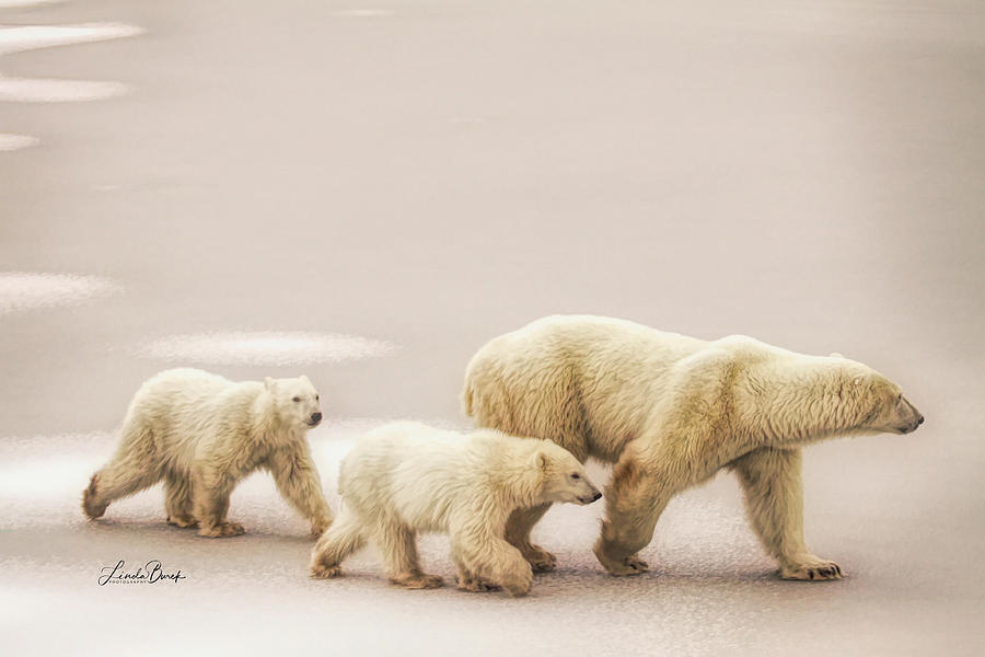 Polar Bear Mom And Her Cubs Photograph By Linda Burek