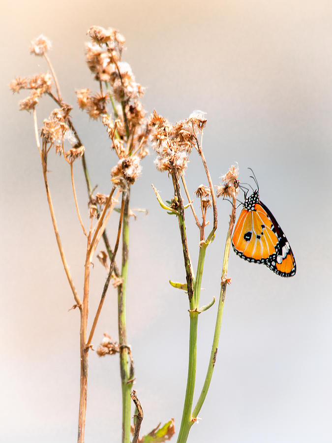 Monarch Butterfly In The Egyptian Prairies Photograph by Amro | Pixels