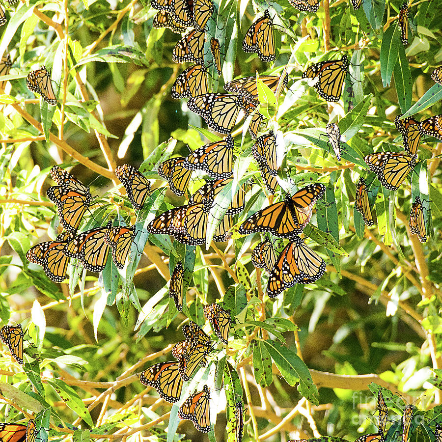 Monarch Tree Photograph by Dennis Hammer - Fine Art America