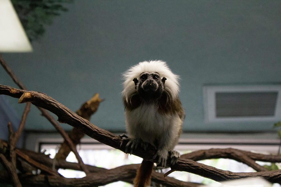 Monkey Photograph by Dev Johnson - Fine Art America