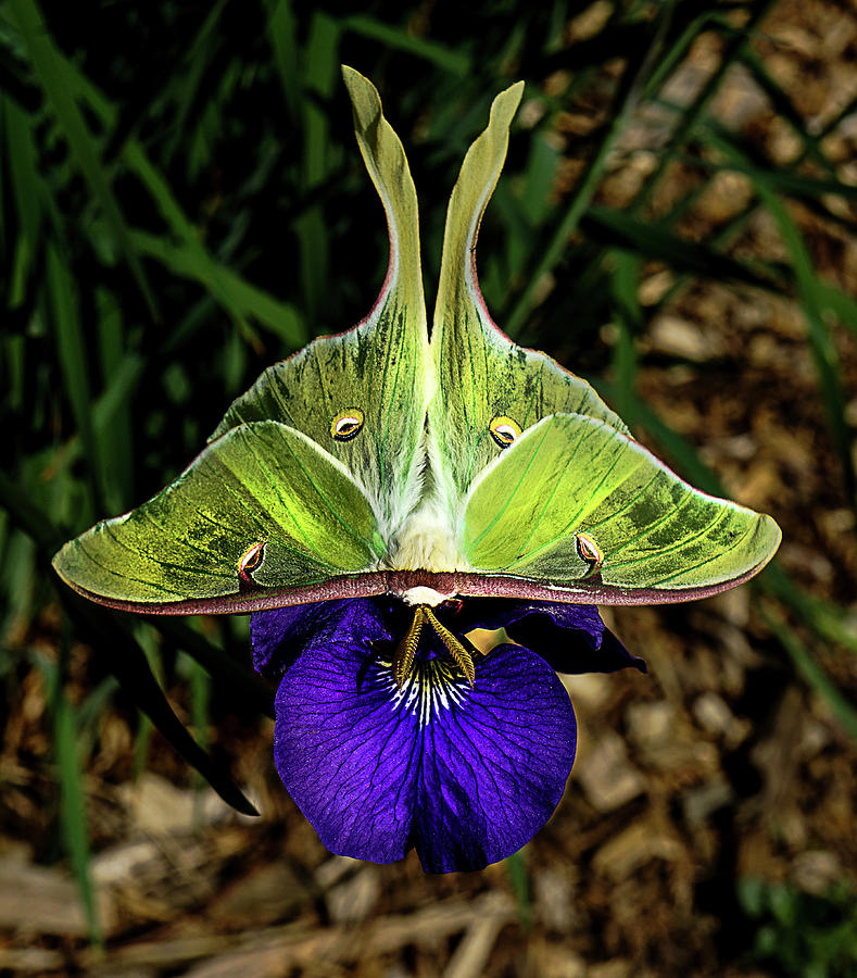 Moon Moth Photograph by Paul Eggermann - Fine Art America