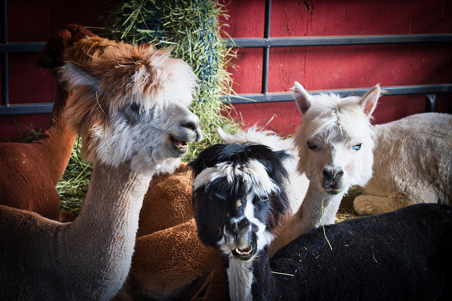 Mop Tops Photograph By Cathy Mahnke Fine Art America