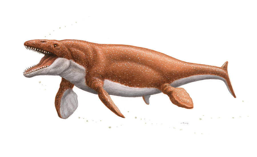 Mosasaurus Aquatic Reptile, Side View Photograph by Esther van Hulsen ...