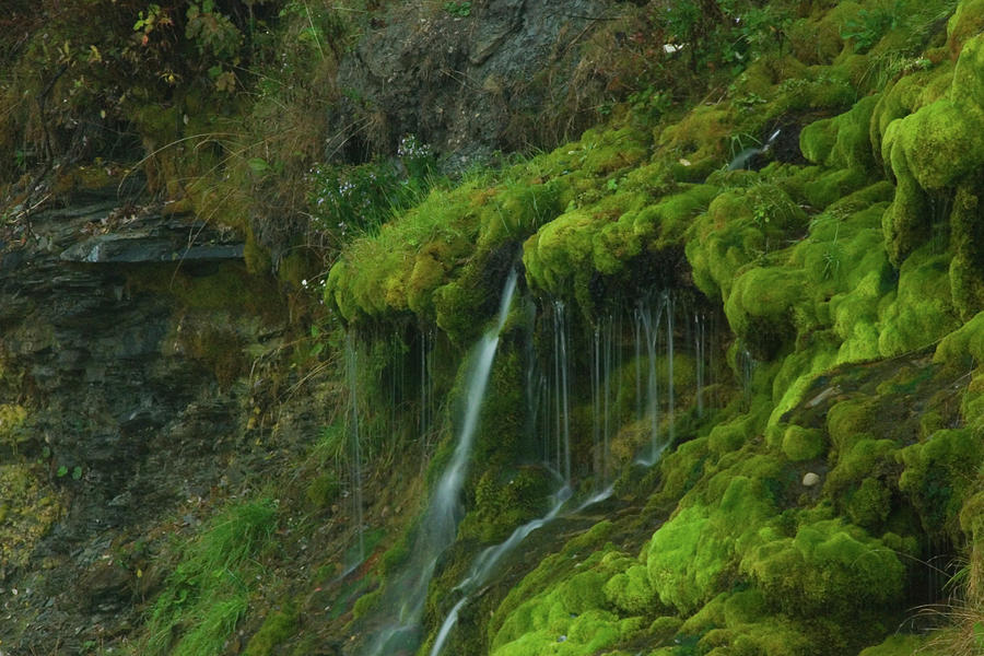 Mossy Green by Sergio Canobbio