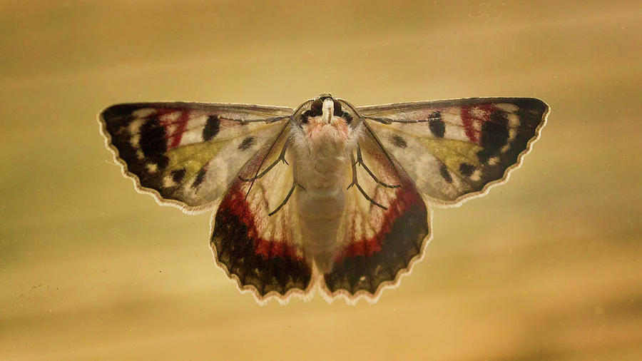 Moth... Plain and simple. Photograph by Migara Luvis - Fine Art America