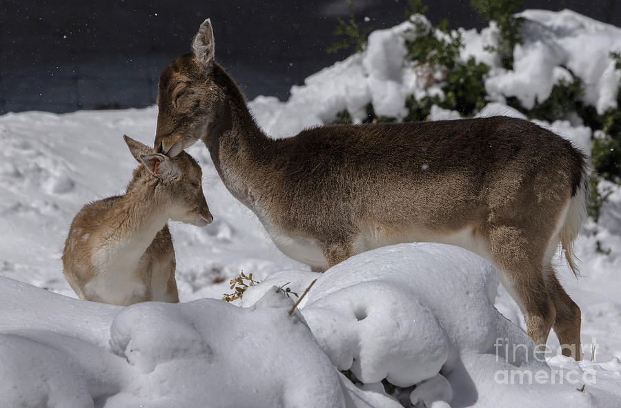 Mother And Fawn Fallow Deer In Snow Photograph by Bob Gibbons/science ...