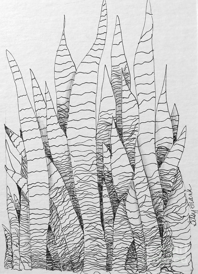 Mother-in-law Tongue Drawing by Betsy Frank Mother-in-law Tongue Drawing by Betsy Frank