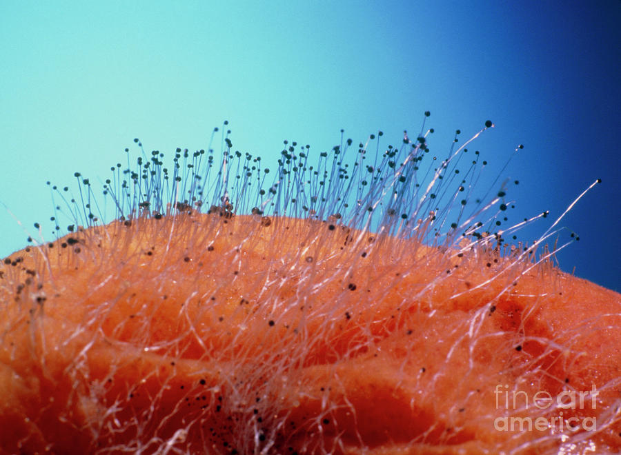Mouldy Apple Covered In Fungus Photograph by Astrid & Hanns-frieder Michler/science Photo ...