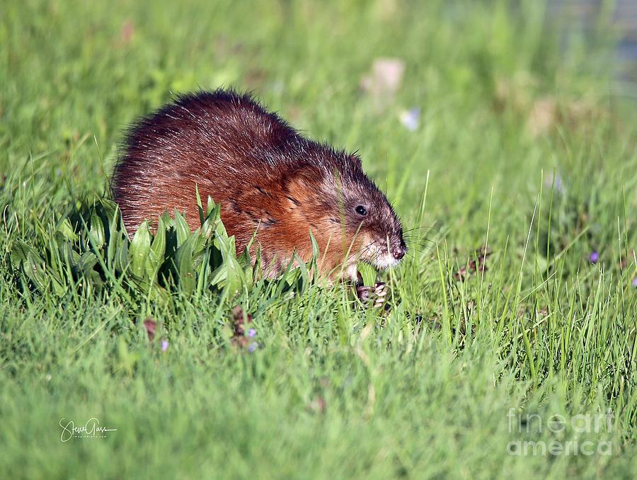 Muskrat Love Photograph by Steve Gass - Fine Art America