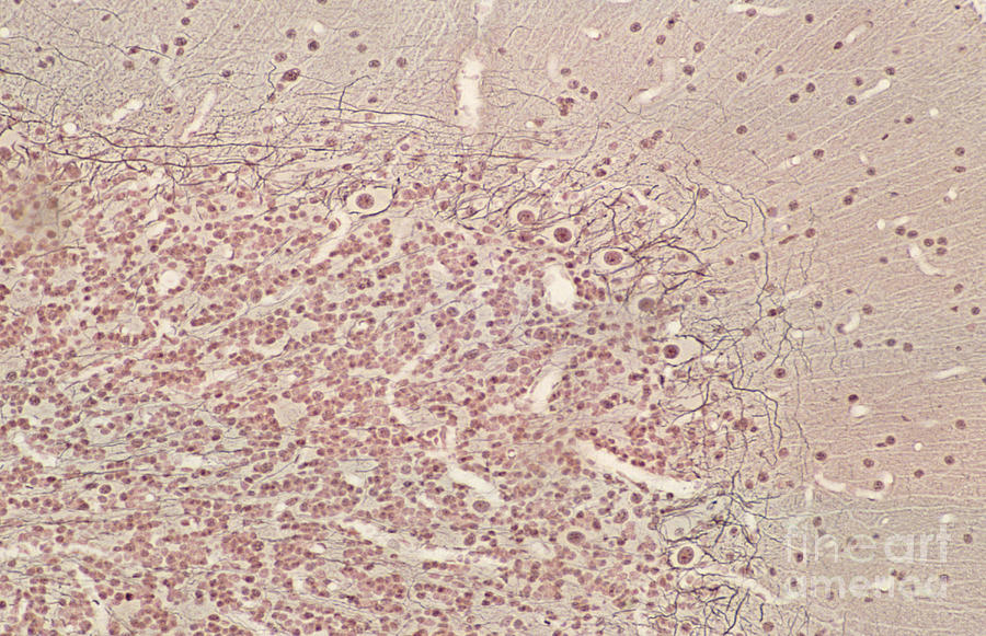 Nerve Fibres And Cells In Cerebellum Of Brain Photograph by Astrid & Hanns-frieder Michler ...