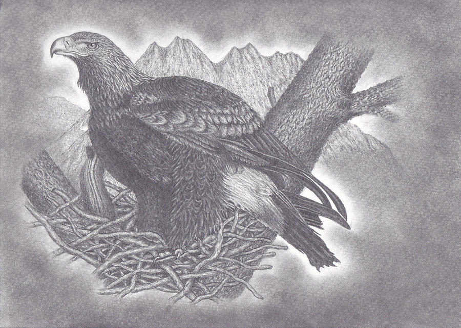 Nested Eagle Drawing by JW Widener - Fine Art America